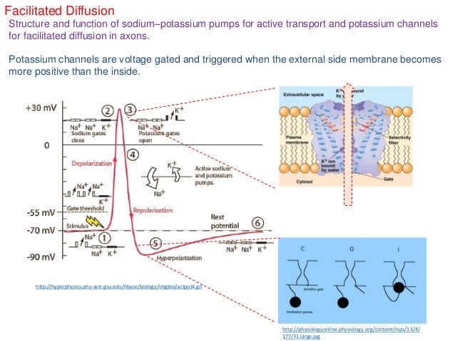 1.4. Membrane transport