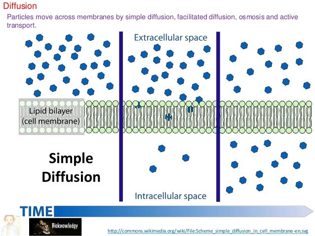 1.4. Membrane transport