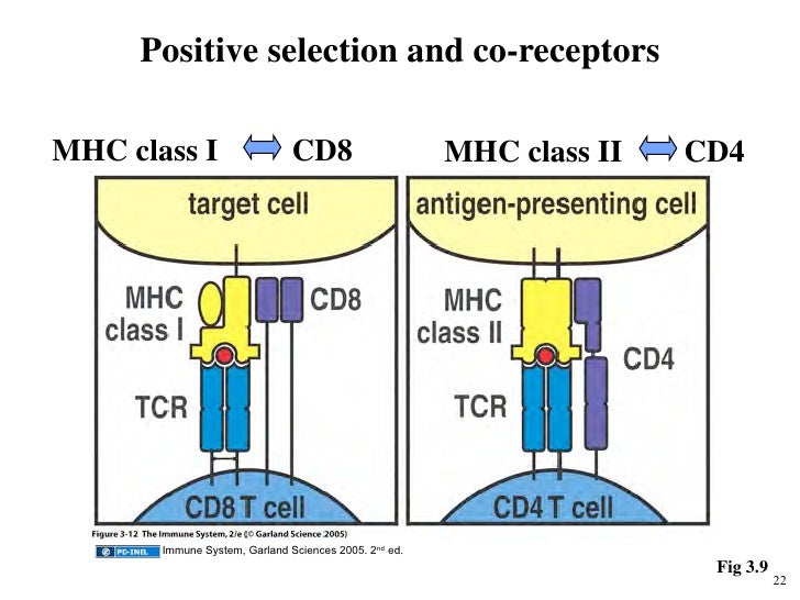 02.13.09(b): T-Cell Development
