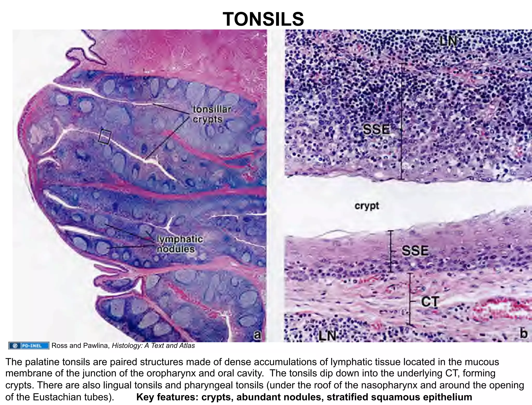 02.16.09: Lymphatic Histology | PDF
