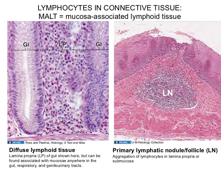 02.16.09: Lymphatic Histology