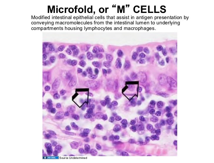02.16.09: Lymphatic Histology