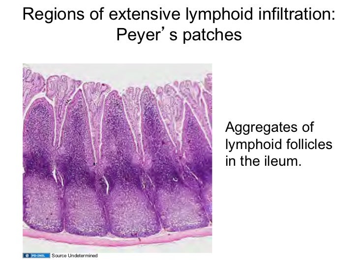 02.16.09: Lymphatic Histology