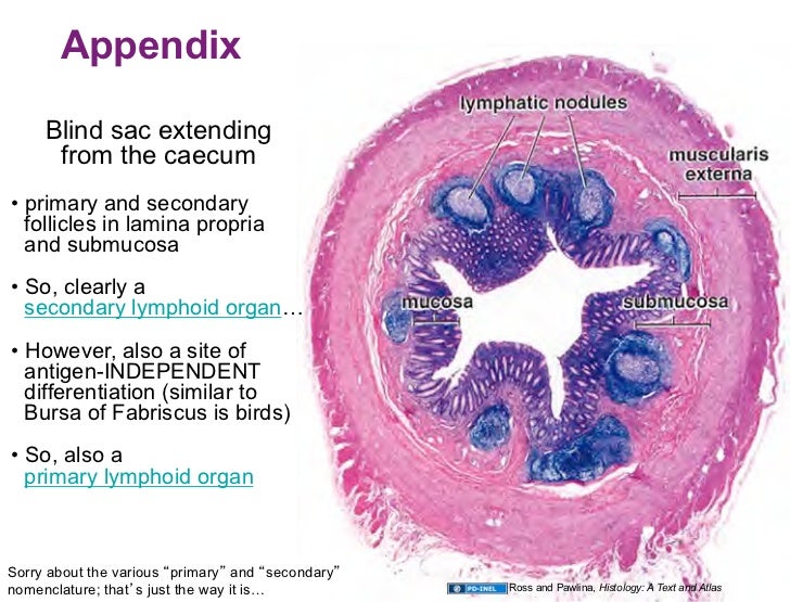 02.16.09: Lymphatic Histology