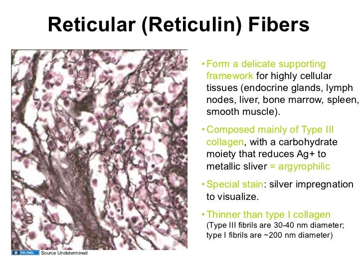 Reticular Fibers Lymph Node