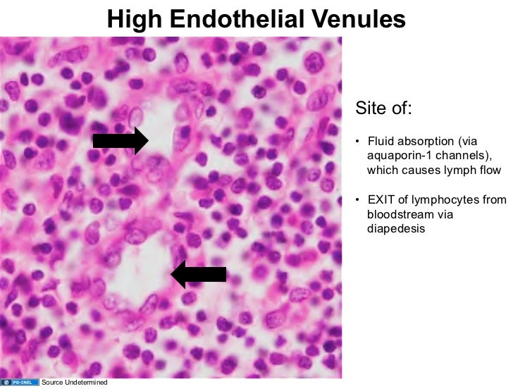 02.16.09: Lymphatic Histology
