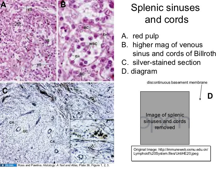 02.16.09: Lymphatic Histology