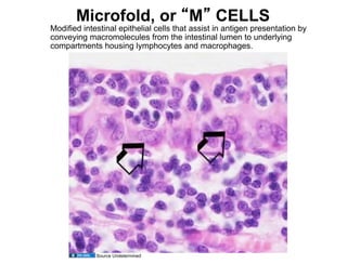 02.16.09: Lymphatic Histology | PDF