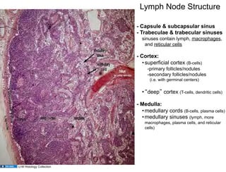 02.16.09: Lymphatic Histology | PDF