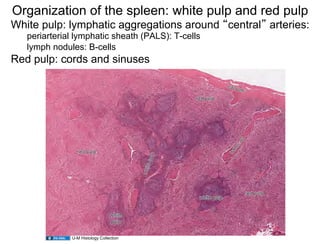 02.16.09: Lymphatic Histology | PDF