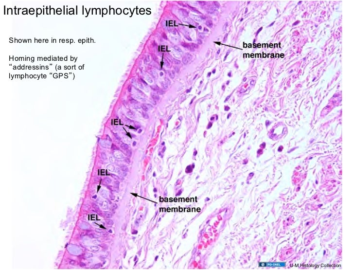 02.16.09: Lymphatic Histology