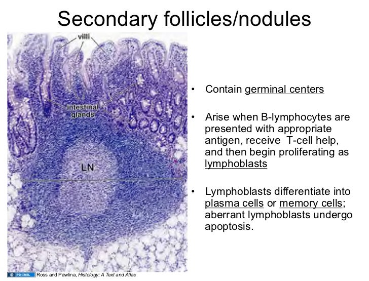 02.16.09: Lymphatic Histology