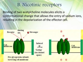 Receptors of automatic nervous system | PDF