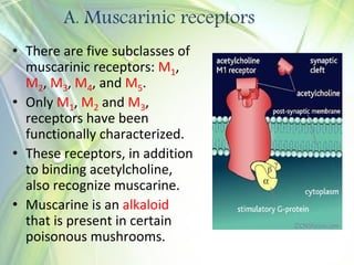 Receptors of automatic nervous system | PDF