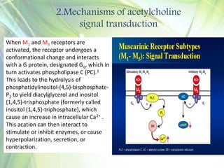 Receptors of automatic nervous system | PDF | Lung and Respiratory ...