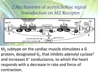 Receptors of automatic nervous system | PDF