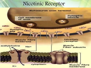 Receptors of automatic nervous system | PDF