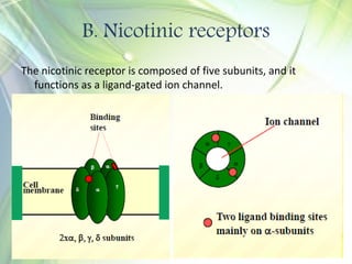 Receptors of automatic nervous system | PDF