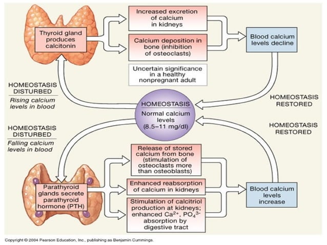 Thyroid gland disorder | PPT