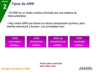 02_4BG_02_tipos_ARN. Información genética | PPT