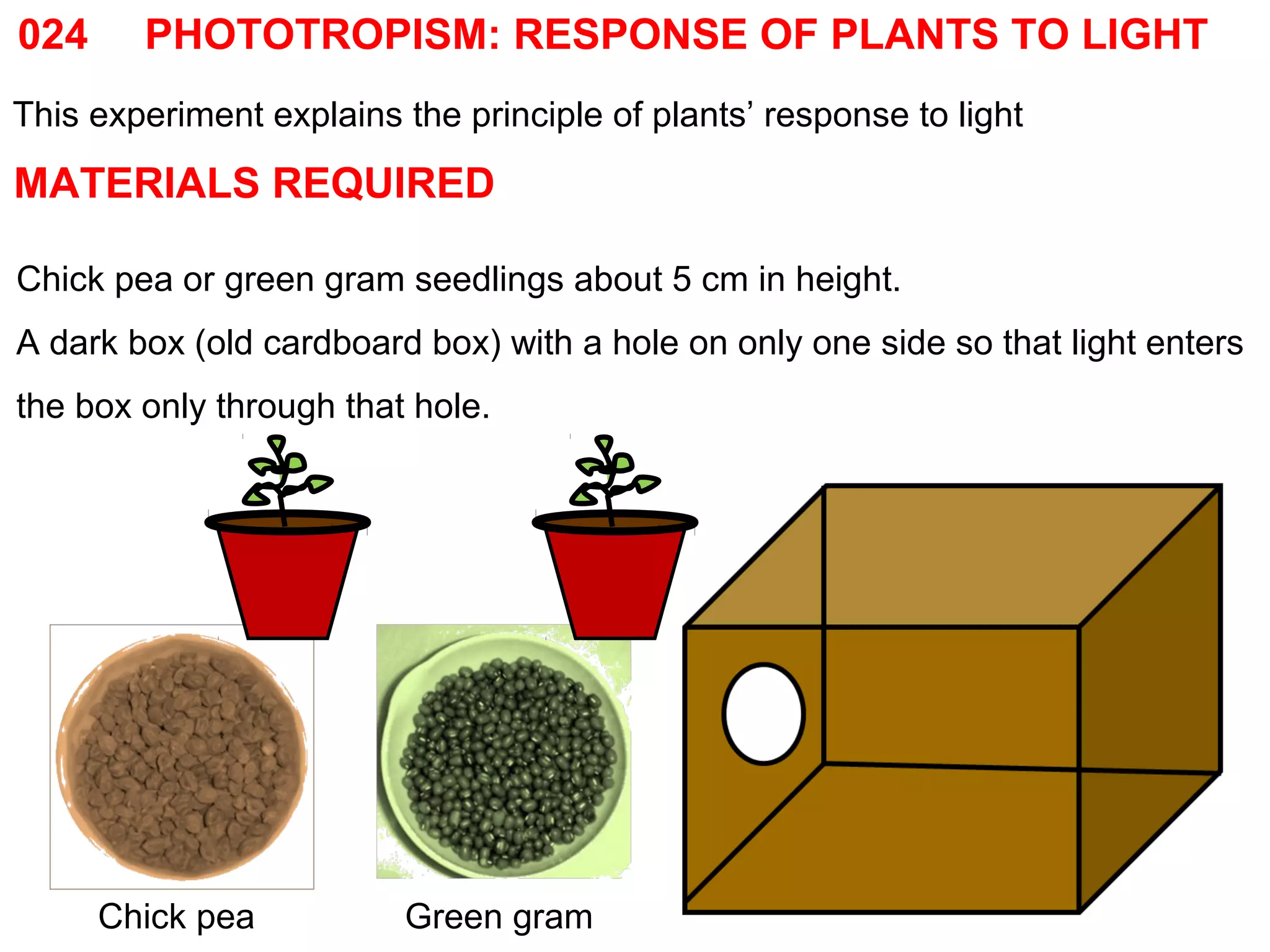 024 phototropism | PPT