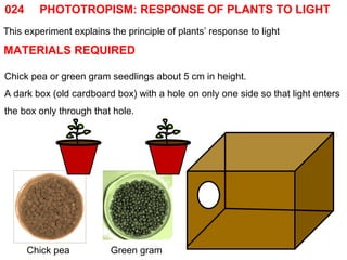 024 phototropism | PPT