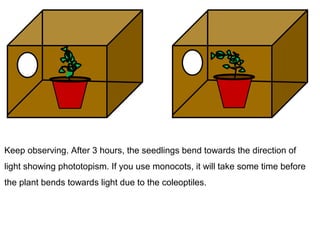 Phototropism In Plants Experiment