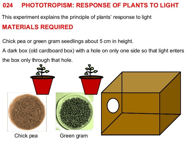 Phototropism In Plants Experiment