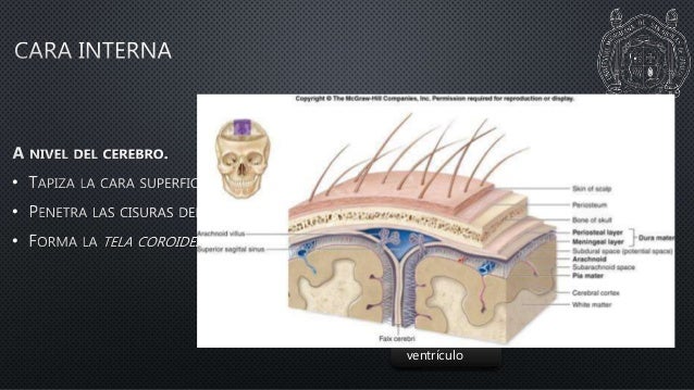 025 meninges craneales: aracnoides, piamadre 215 219 bagp11