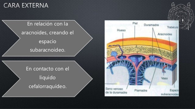 025 meninges craneales: aracnoides, piamadre 215 219 bagp11
