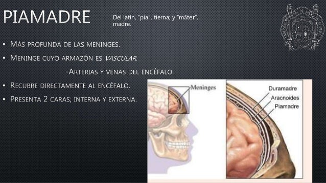 025 meninges craneales: aracnoides, piamadre 215 219 bagp11