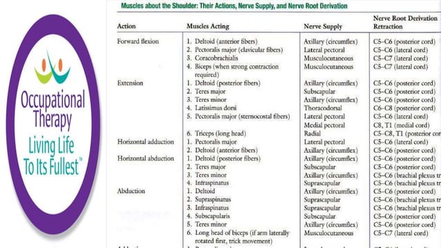 Occupational Therapy Manual Muscle Testing and Grading | PPTX