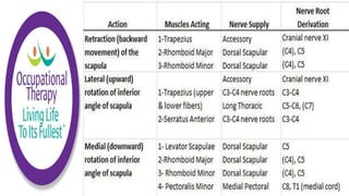 Occupational Therapy Manual Muscle Testing and Grading | PPTX