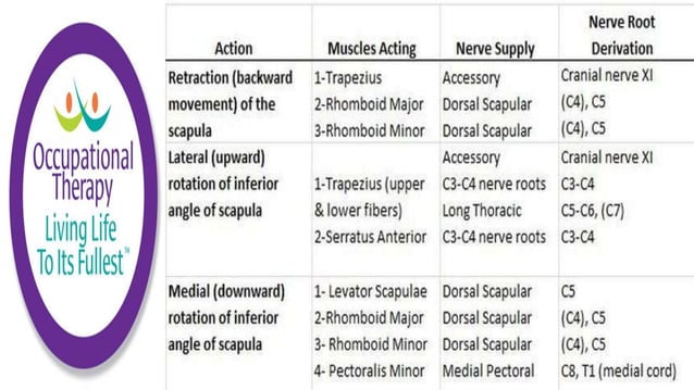 Occupational Therapy Manual Muscle Testing and Grading | PPTX