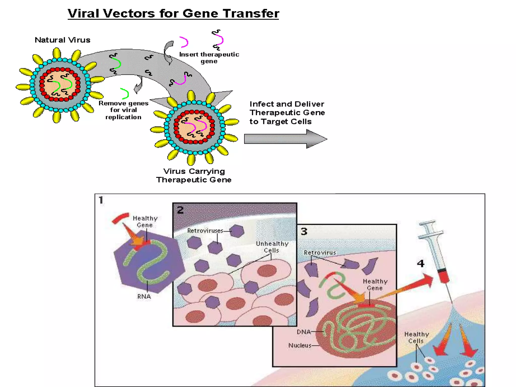 Gene transfer technology. | PPT