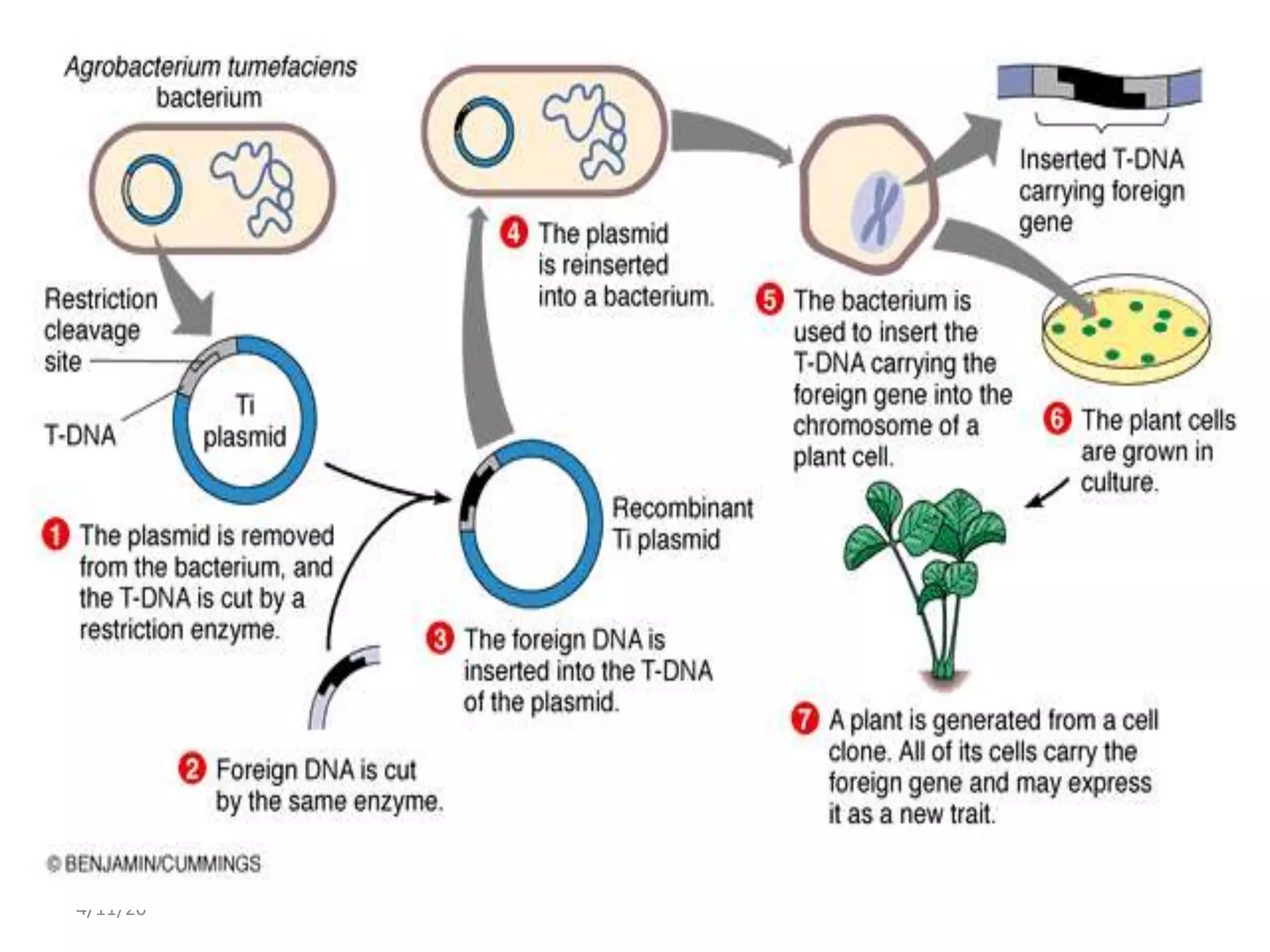 Gene transfer technology. | PPT