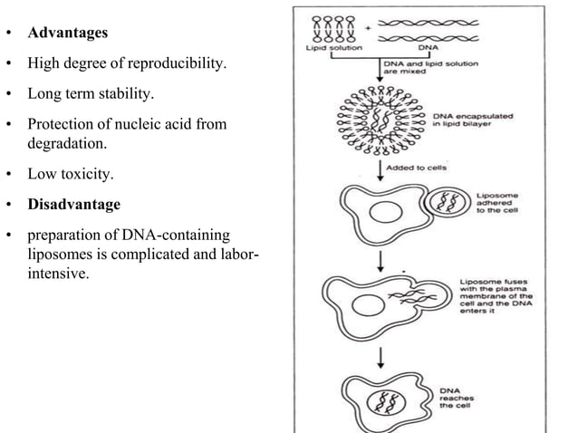 Gene transfer technology. | PPT