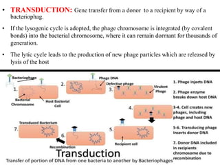 Gene transfer technology. | PPT