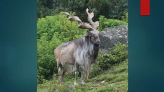 026,Kanwal Nisa,Z00-530,PPt (1).pptx