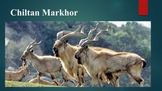 026,Kanwal Nisa,Z00-530,PPt (1).pptx