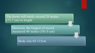 026,Kanwal Nisa,Z00-530,PPt (1).pptx