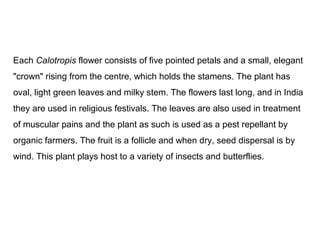 026 symmetry in calotropis | PPT