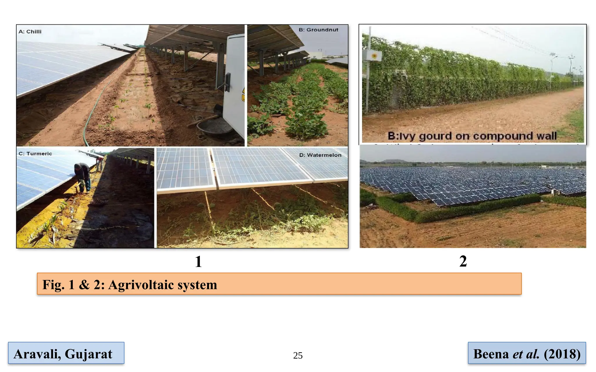 AGRIVOLTAIC FARMING OF VEGETABLE PRODUCTION | PPTX