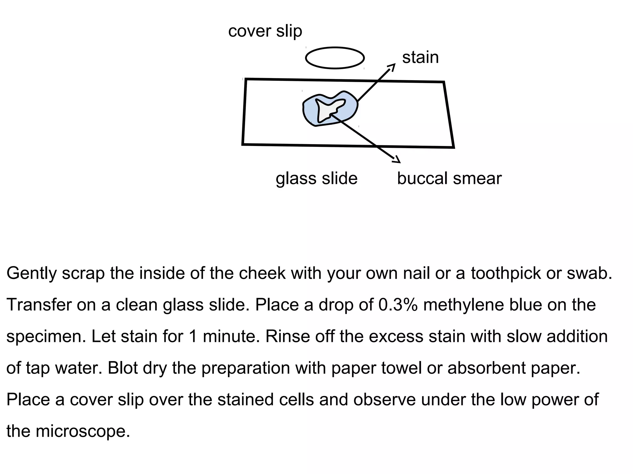 029 buccal smear | PPT