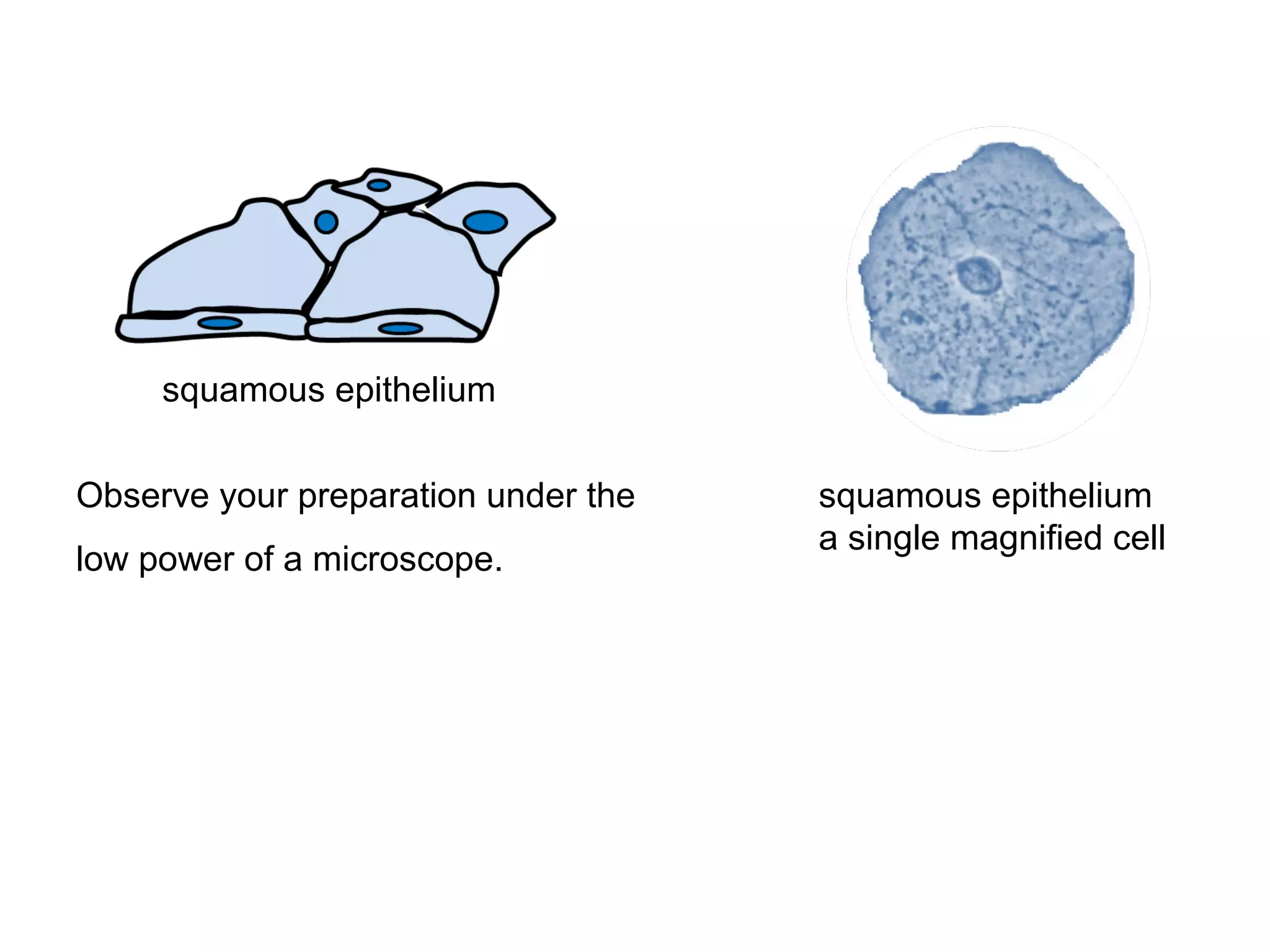 029 buccal smear | PPT