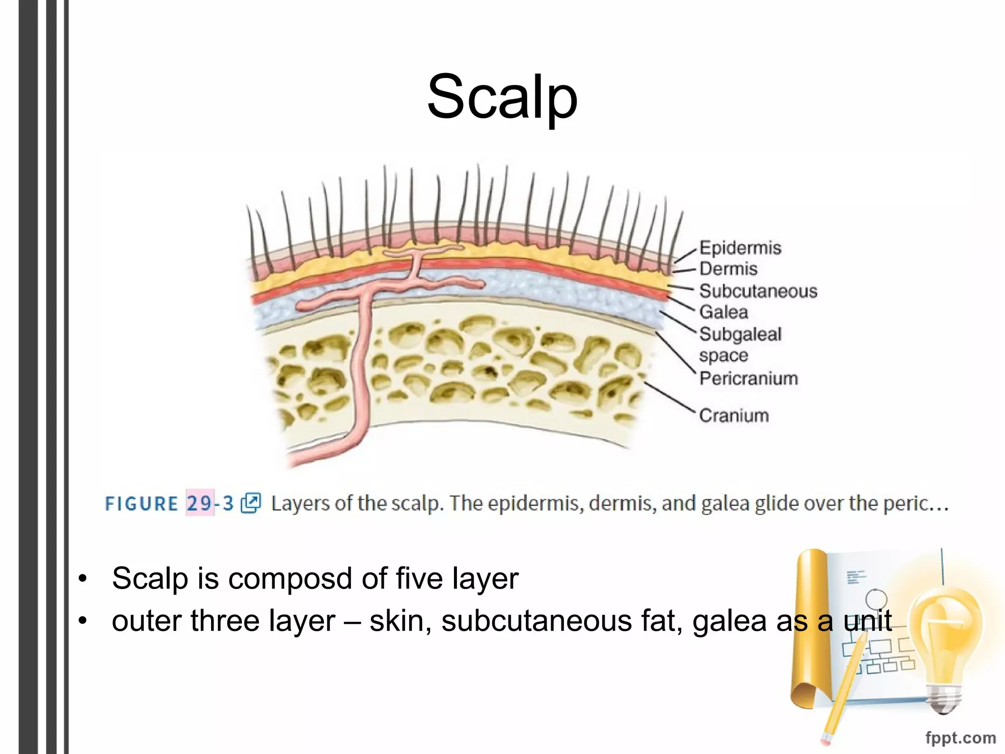 029 Incision and closure | PPT