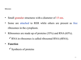 02 a. Cell Physiology.pptx physiology for nurse | PPTX
