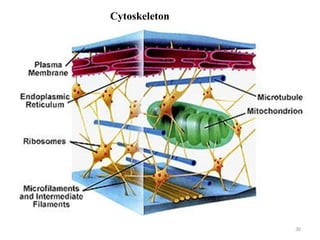 02 a. Cell Physiology.pptx physiology for nurse | PPT