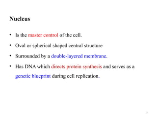 02 a. Cell Physiology.pptx physiology for nurse | PPTX