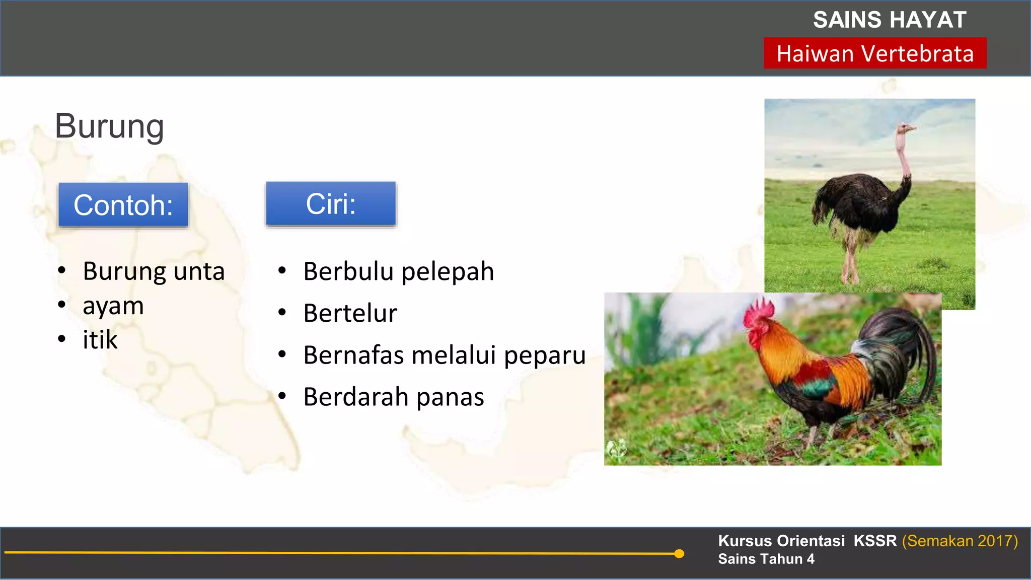 02a- Haiwan Vertebrata.pptx